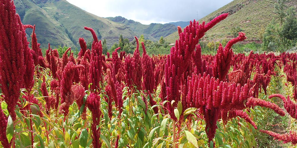 Amaranth Benefits, Nutrition, Seeds and How to Use – General Health ...