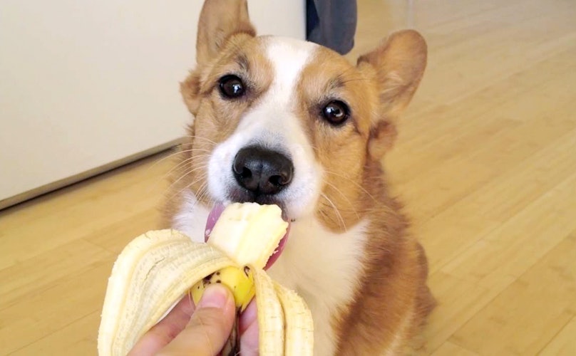 Can Dogs Eat Bananas? Pros and Cons for Canine Health – General Health ...