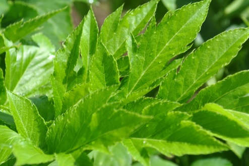 Ashitaba Benefits, Nutrition, Supplements and Side Effects – General ...