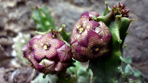 Caralluma Fimbriata Uses, Potential Benefits and Side Effects – General ...