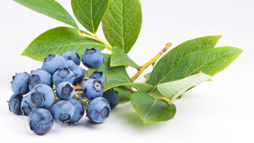 Huckleberry: Benefits, Nutrition, Recipes and Side Effects – General ...