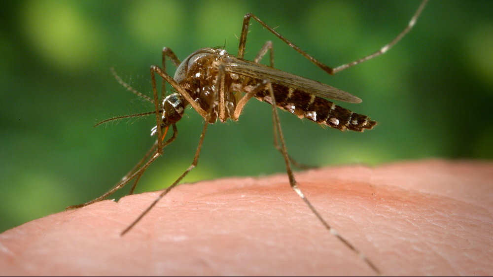 Yf-Vax Yellow Fever Vaccine – General Health Magazine