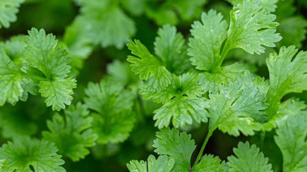 12 Cilantro Benefits That May Surprise You – General Health Magazine
