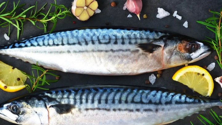 Mackerel Fish Benefits with Cholesterol-Lowering Omega 3 – General ...