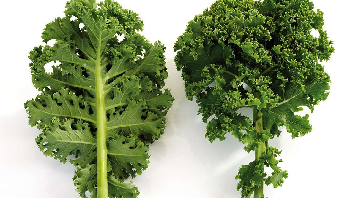 Readers Ask: Top Nutrient-Dense Foods and Their Benefits – General ...