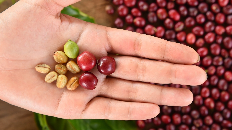 Coffee Fruit vs. Beans Nutrition: How Do They Compare? – General Health ...